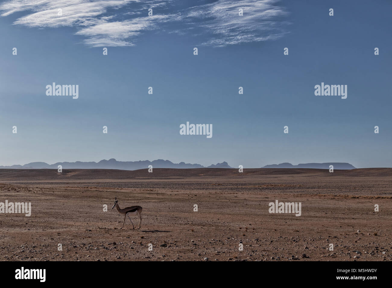 springbock in the Namib desert with mountains behind Stock Photo - Alamy
