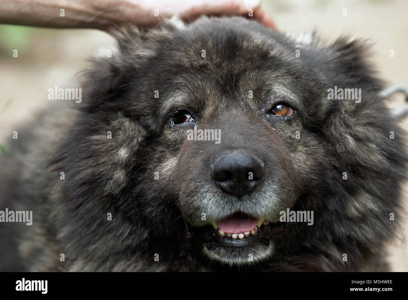 Homeless animals people in hi-res stock photography and images - Alamy