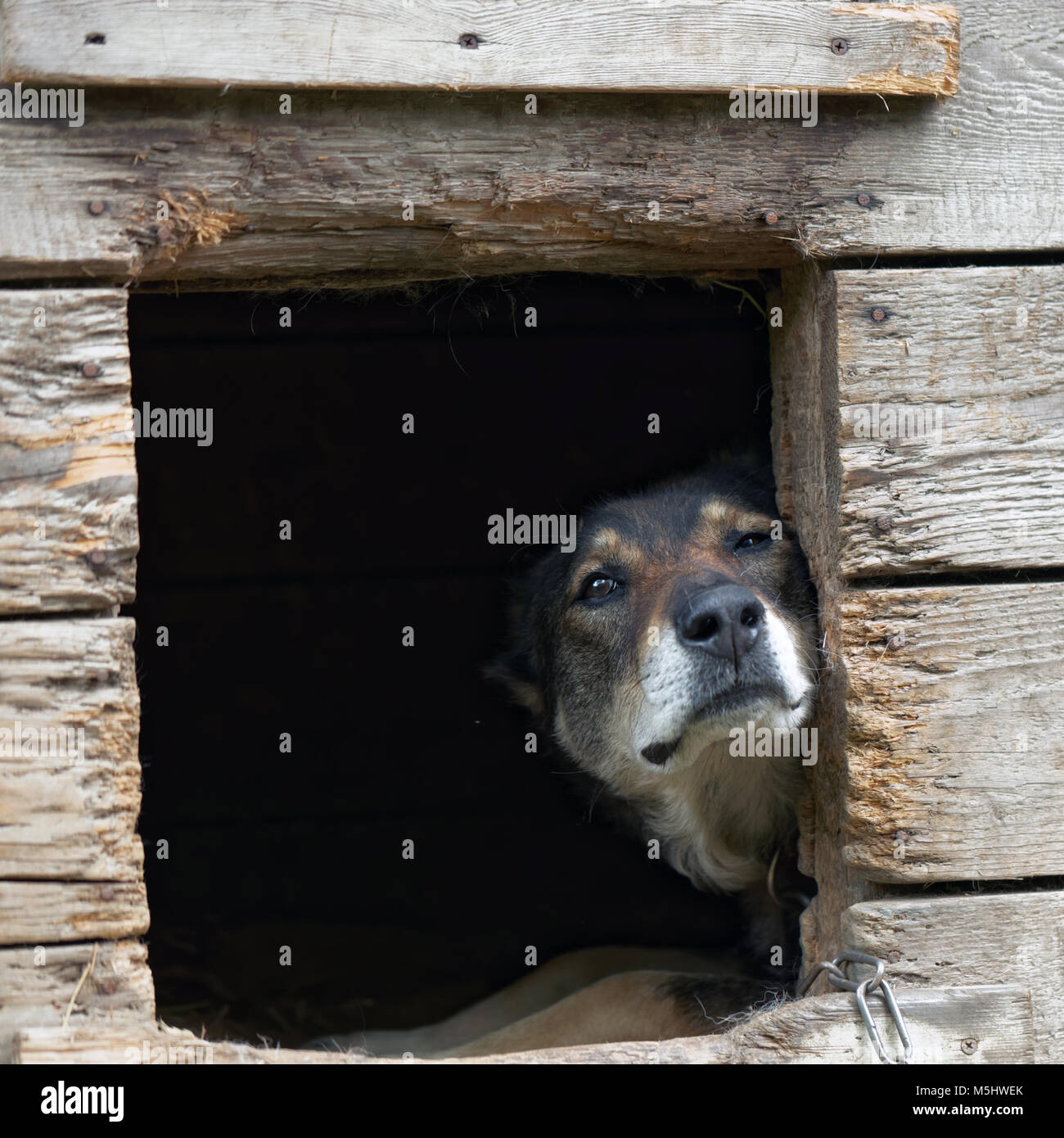 Dog in the shelter for homeless animals Stock Photo - Alamy