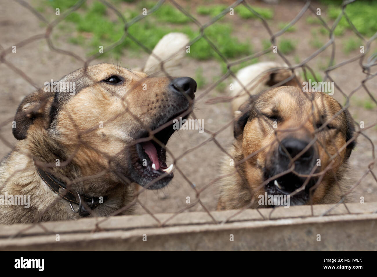 Homeless animals hi-res stock photography and images - Alamy