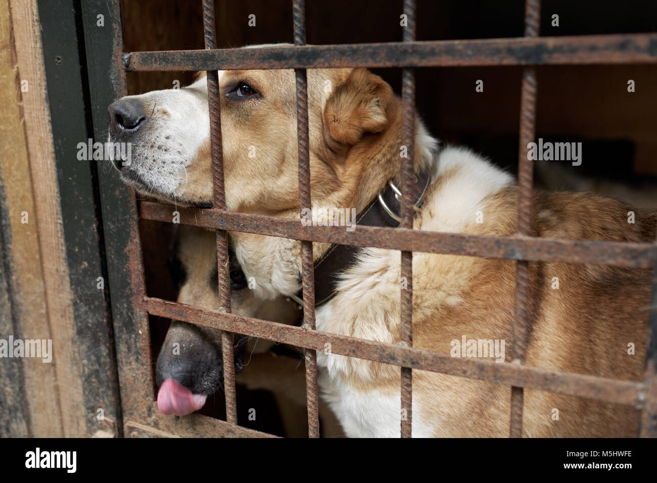 Dogs in the shelter for homeless animals Stock Photo - Alamy