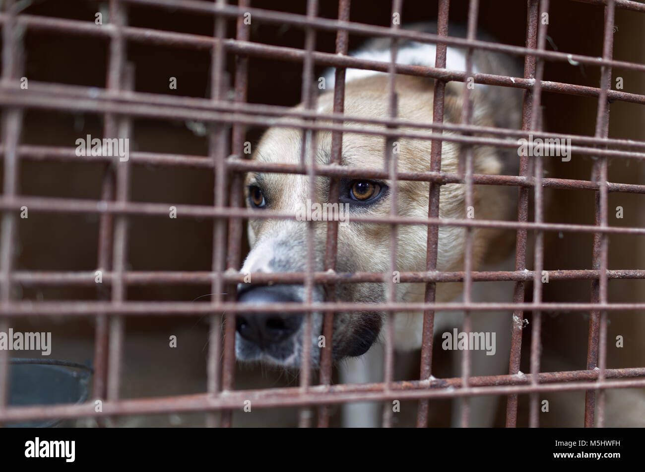 Homeless animals hi-res stock photography and images - Alamy