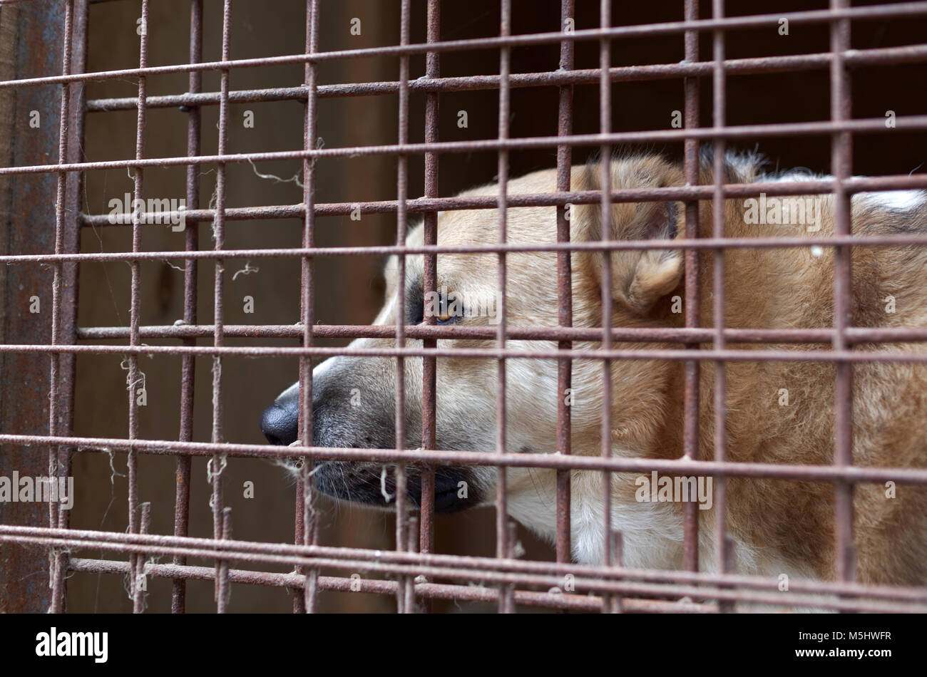Dog in the shelter for homeless animals Stock Photo - Alamy