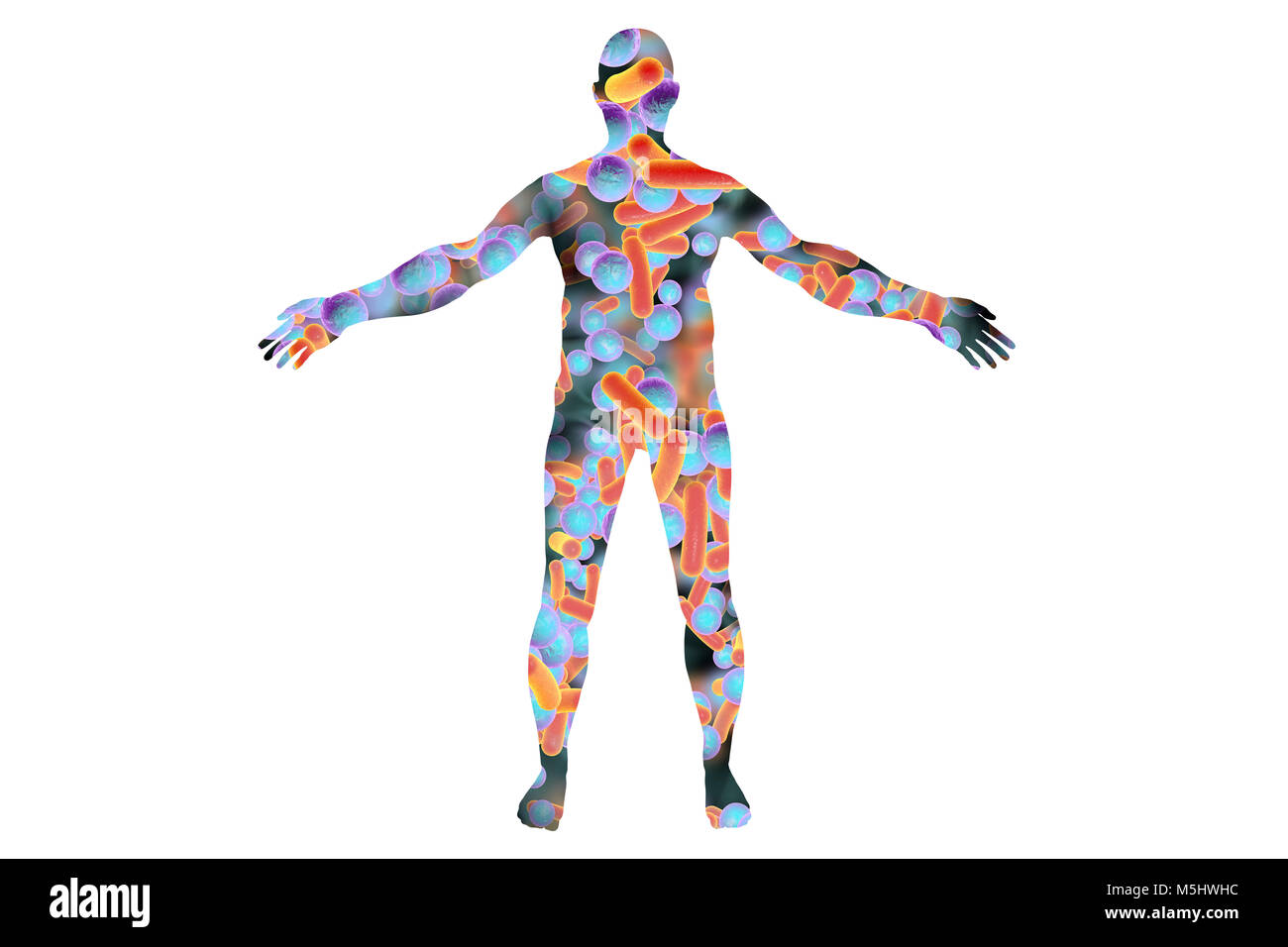 Human microbiome, conceptual illustration. Bacteria forming a human ...