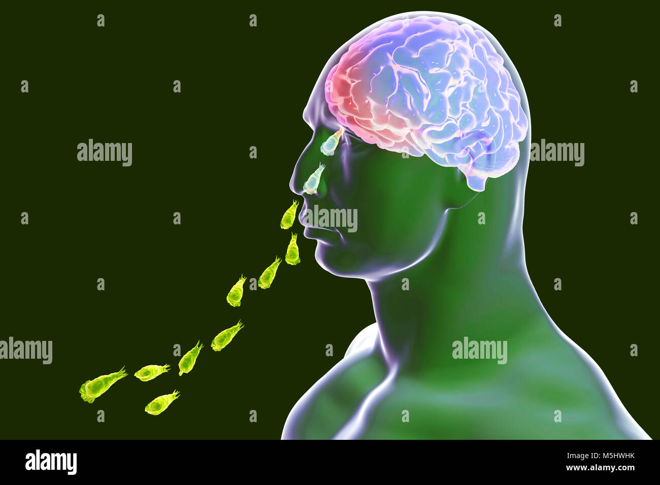Naegleria fowleri amoeba High Resolution Stock Photography and Images ...