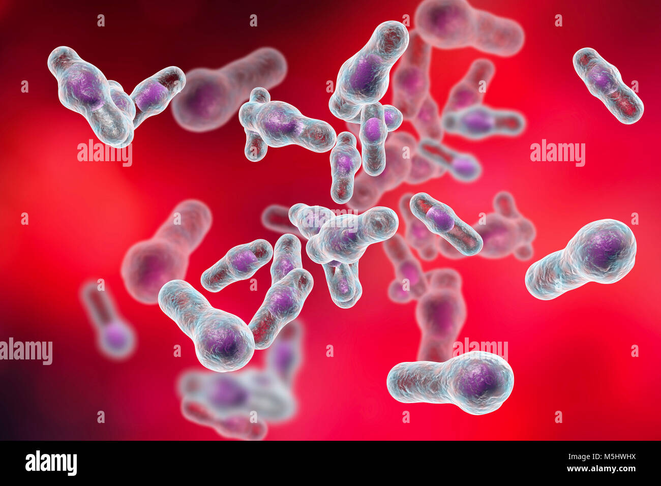 Clostridium difficile bacteria hi-res stock photography and images - Alamy