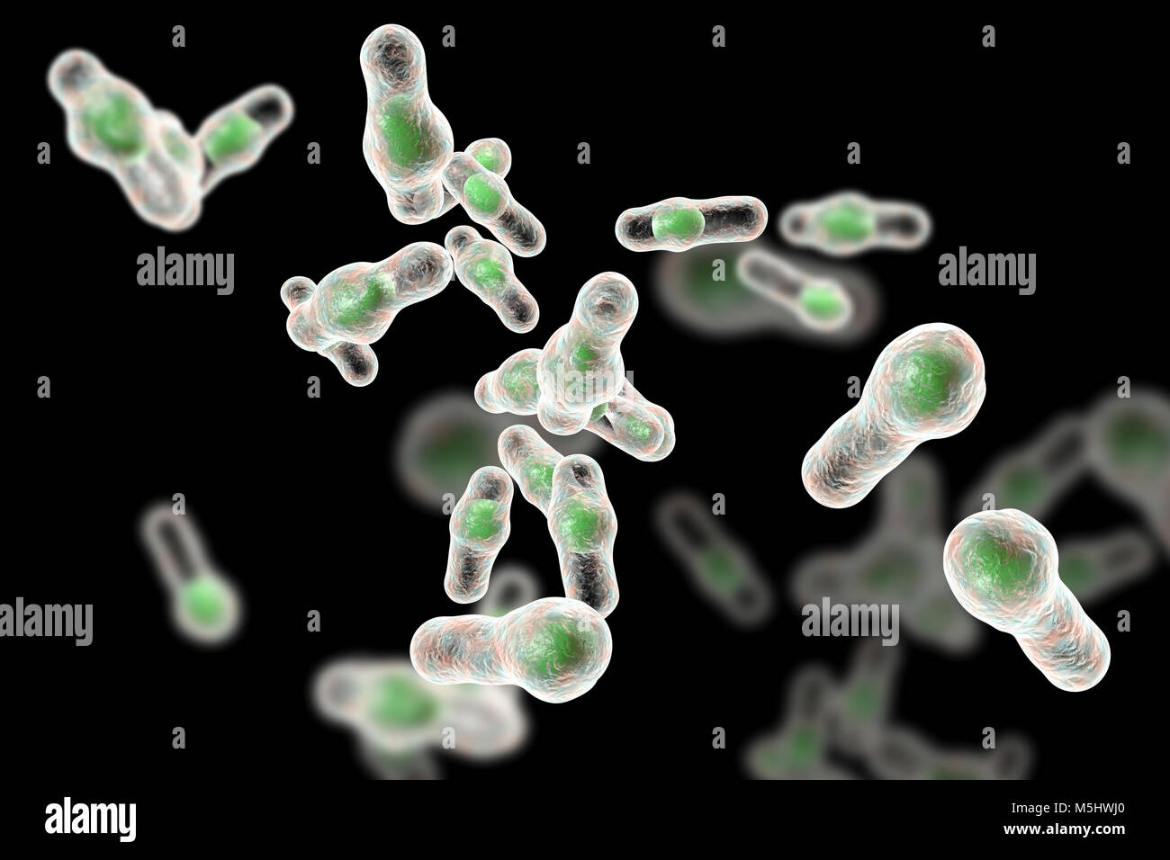 Clostridium difficile bacteria, computer illustration. C. difficile is ...