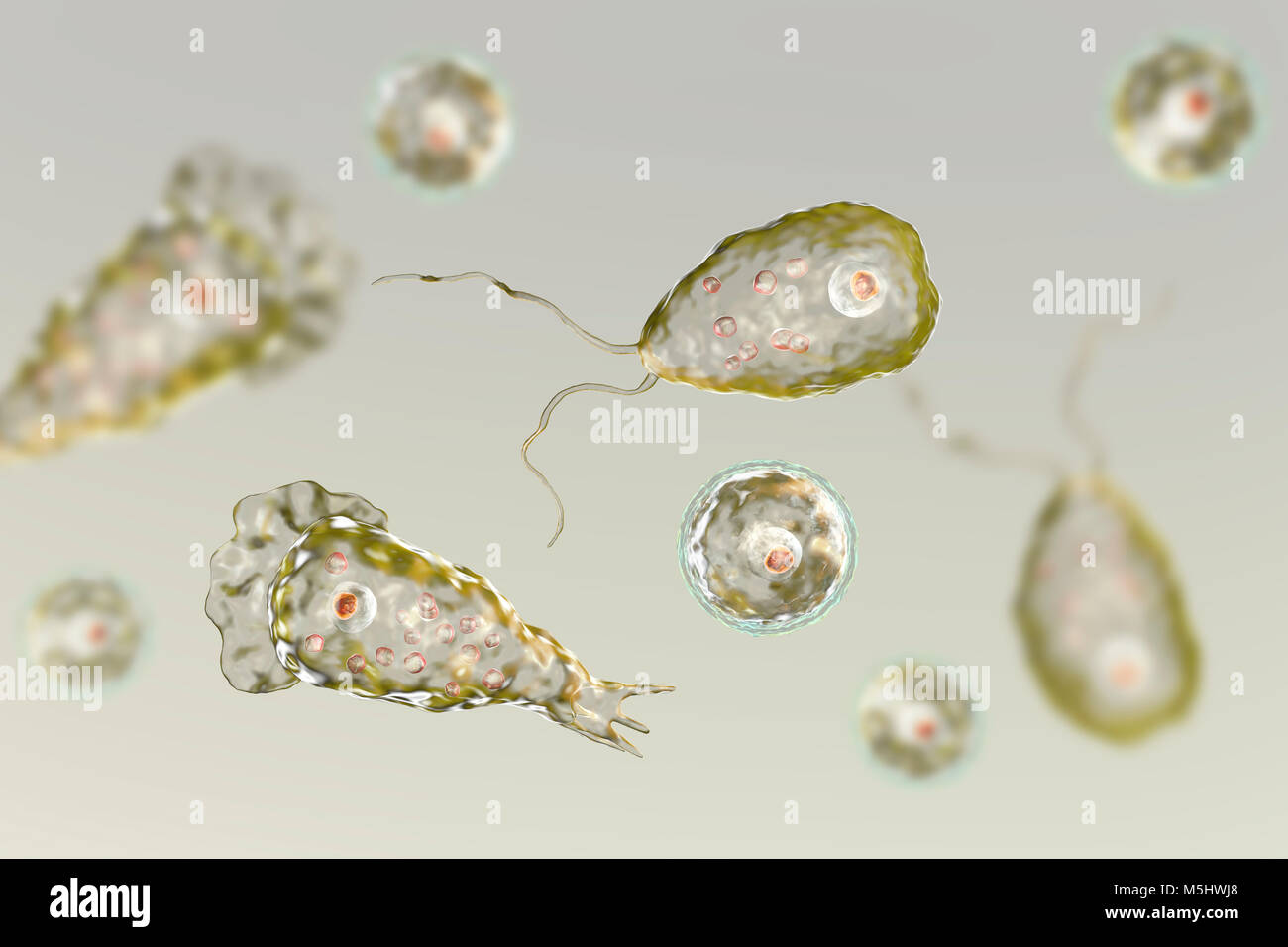 Naegleria fowleri amoeba hi-res stock photography and images - Alamy