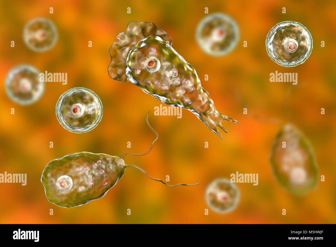 Naegleria fowleri amoeba hi-res stock photography and images - Alamy