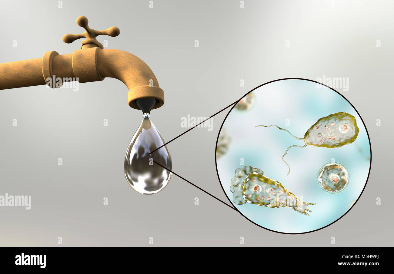 Naegleria fowleri amoeba hi-res stock photography and images - Alamy