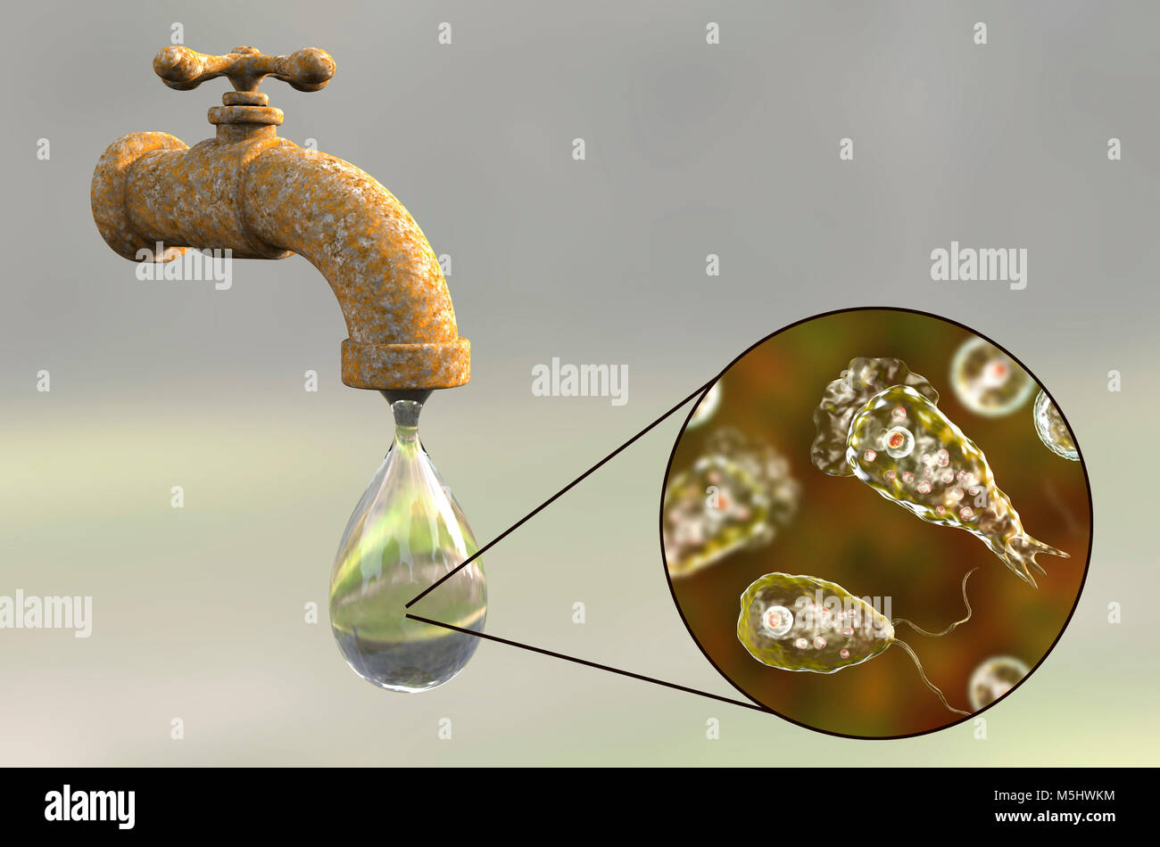 Naegleria fowleri, hi-res stock photography and images - Alamy