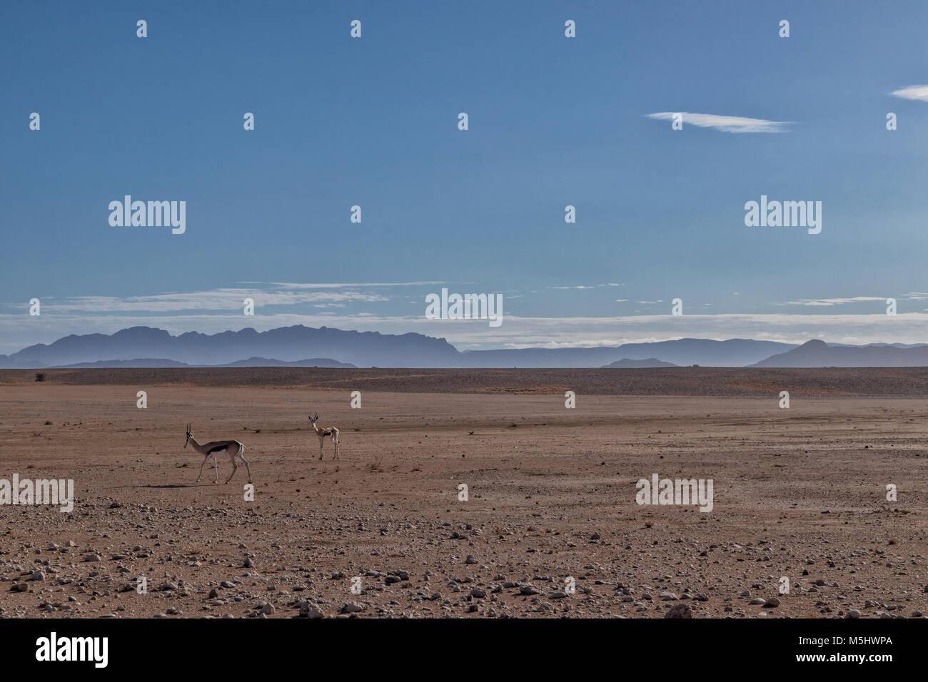 springbock in the Namib desert with mountains behind Stock Photo - Alamy