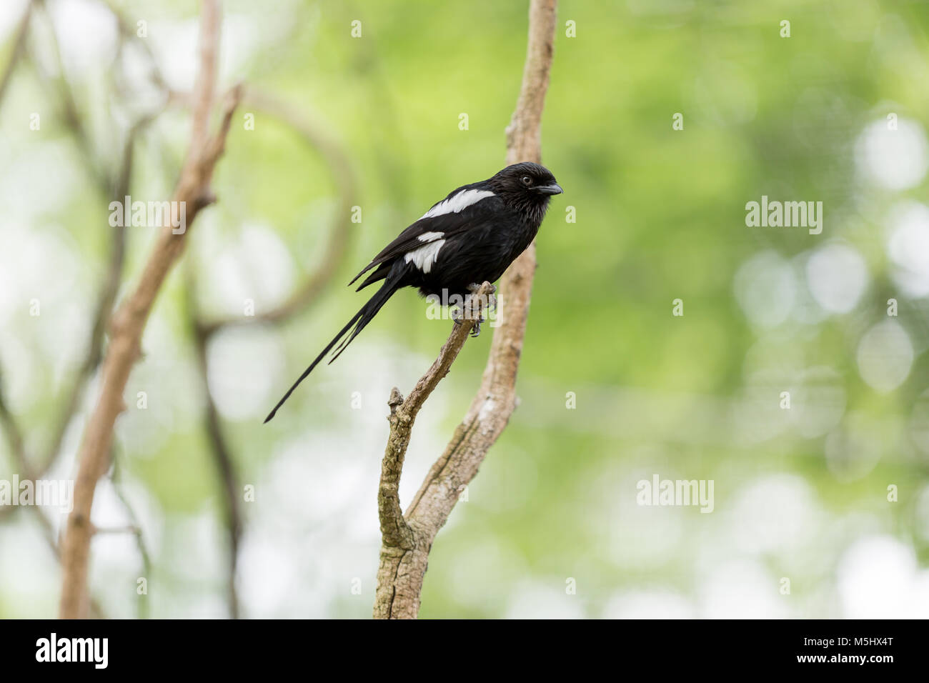 Black and white magpie hi-res stock photography and images - Alamy