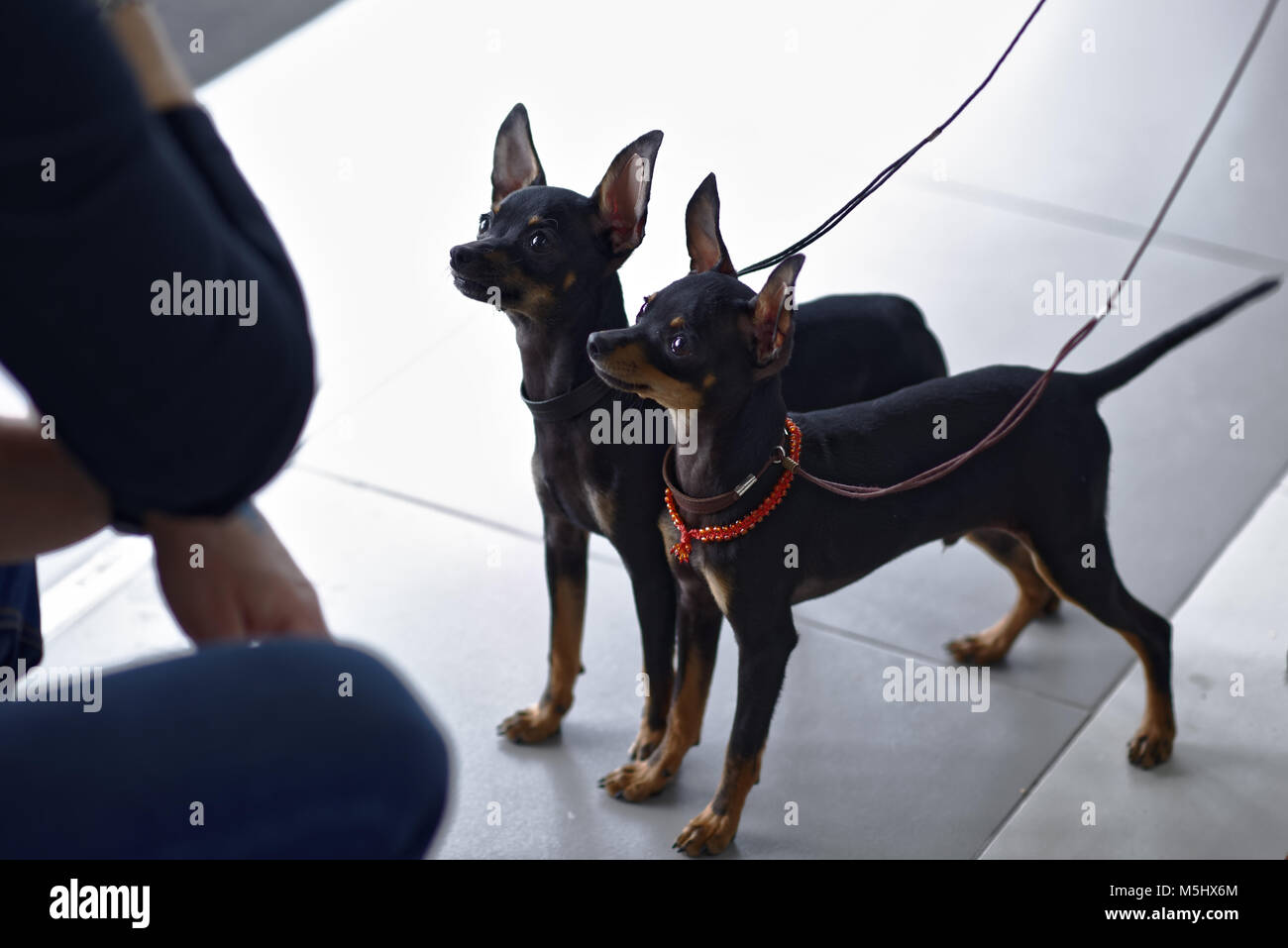 Two small dogs on the dog show Stock Photo - Alamy