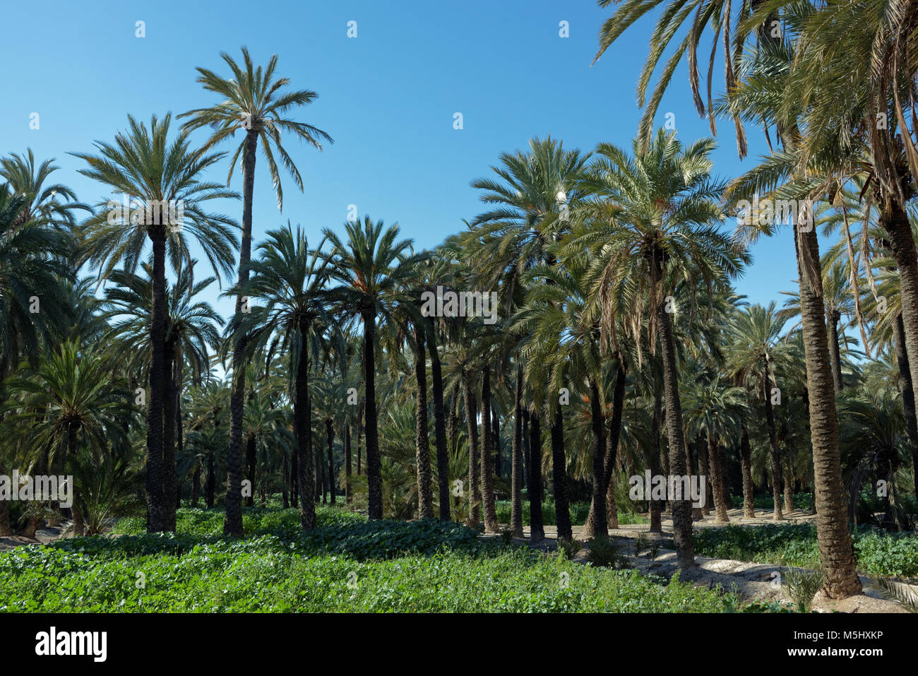 Palmeral elche hi-res stock photography and images - Alamy