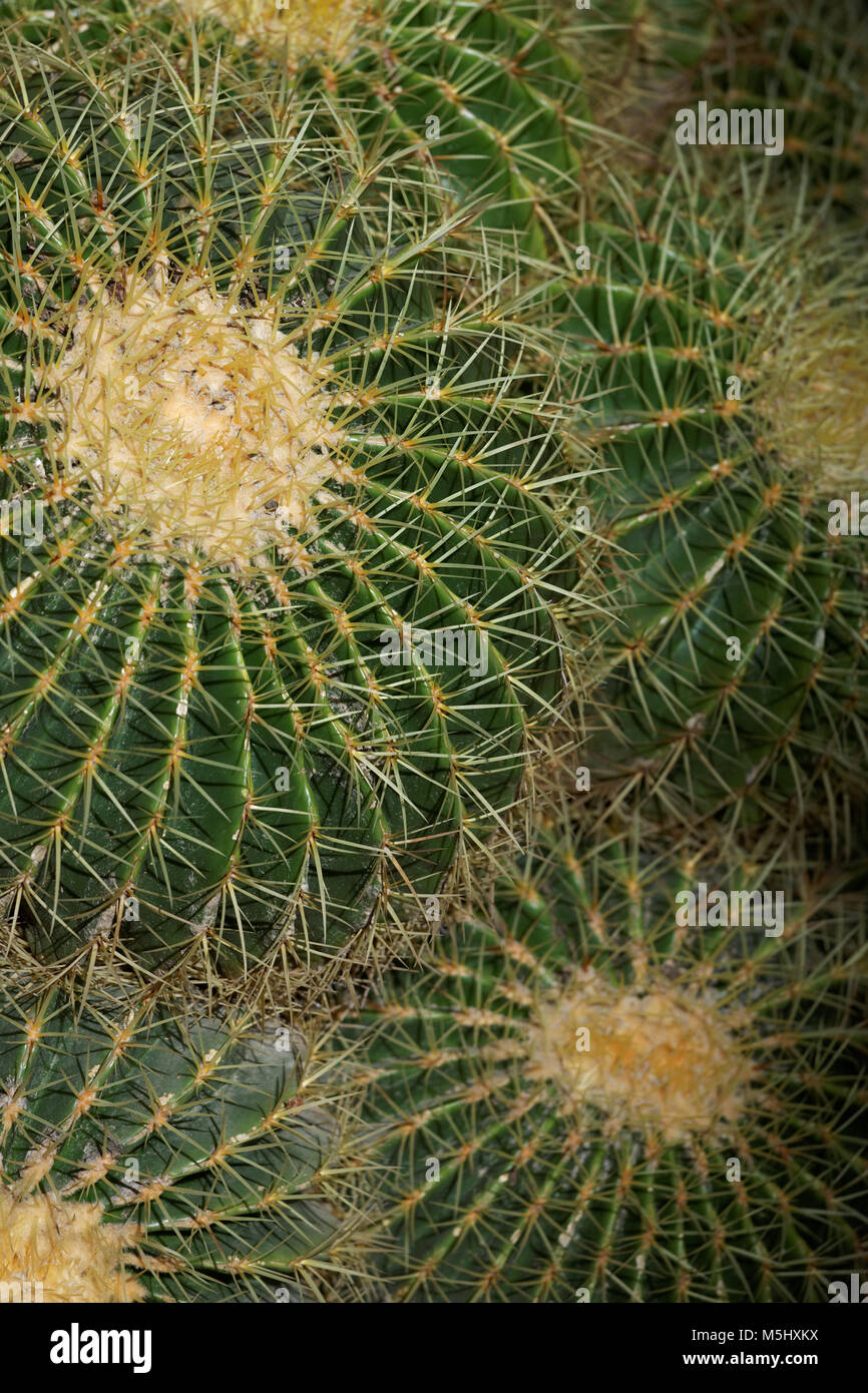 Closeup view of few Mammillaria cactuses Stock Photo - Alamy