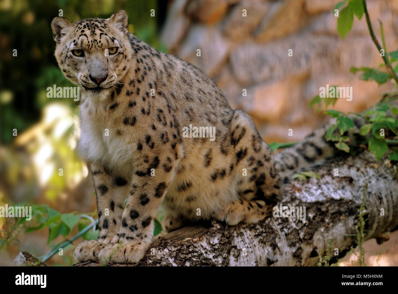Leopard sitting on log hi-res stock photography and images - Alamy