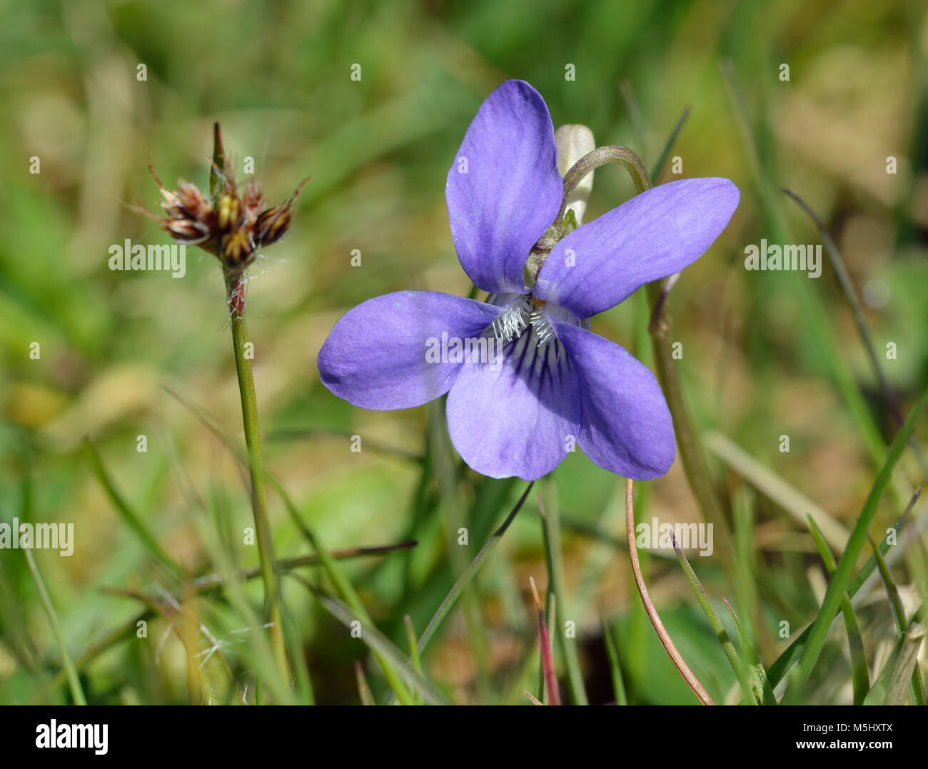 Common Dog-violet - Viola riviniana Close-up of single flower Stock ...