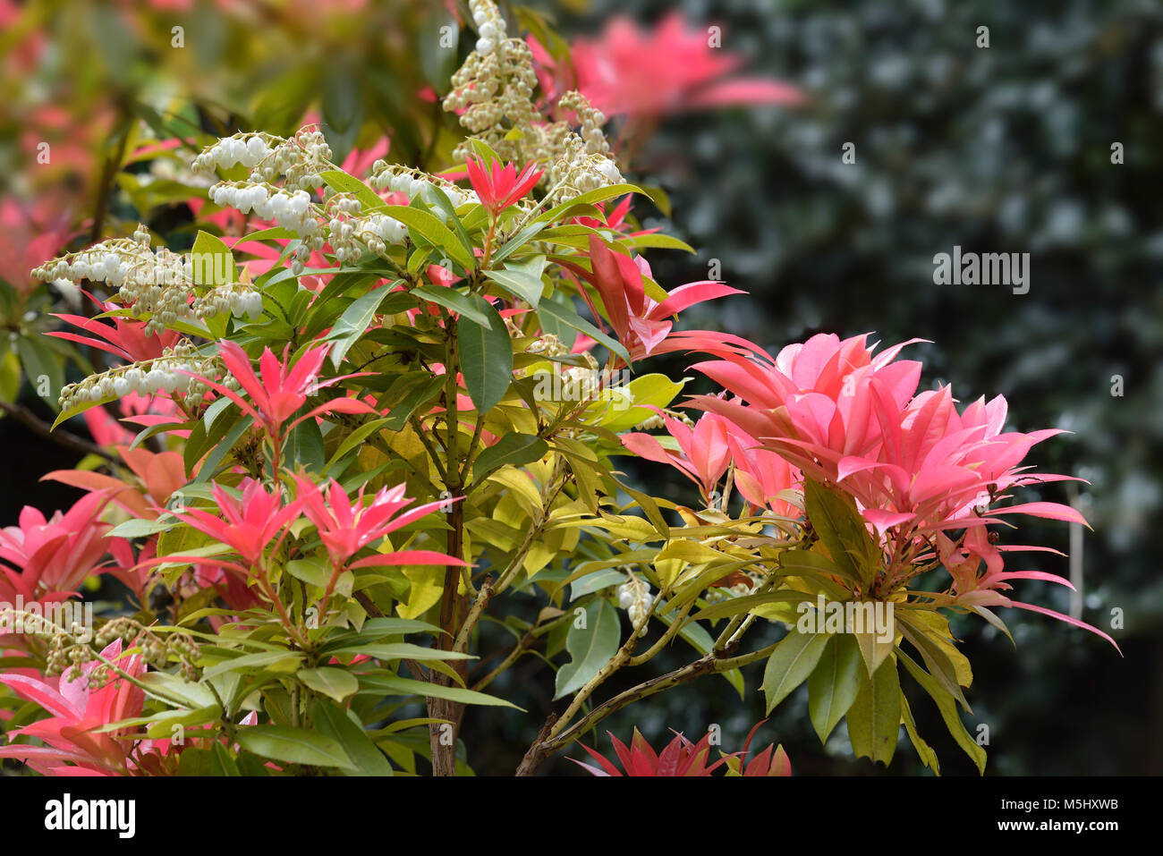 Chinese Pieris - Pieris formosa var. forestii Red Leaves & White ...