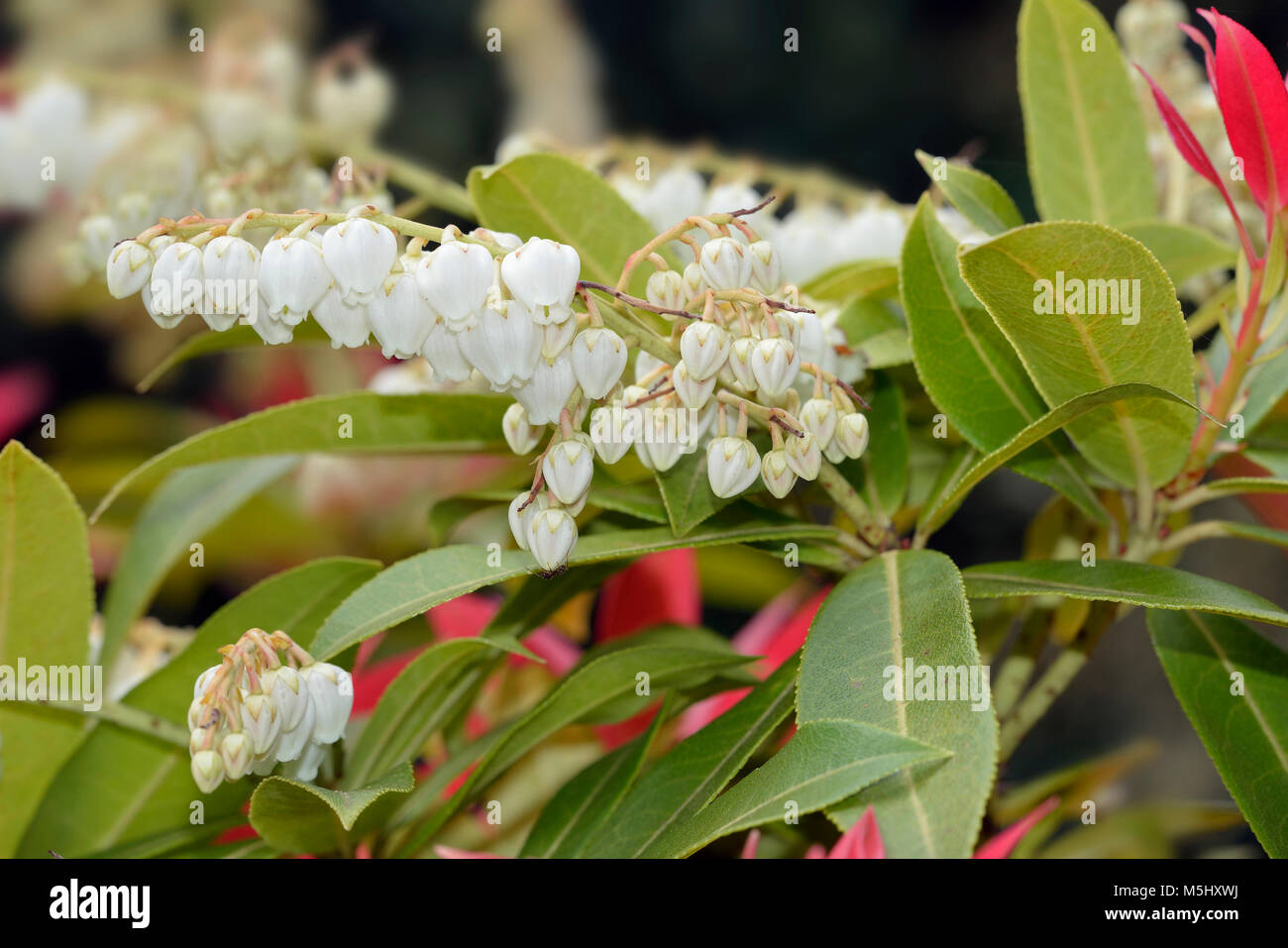 Chinese Pieris - Pieris formosa var. forestii White flowers on bush ...