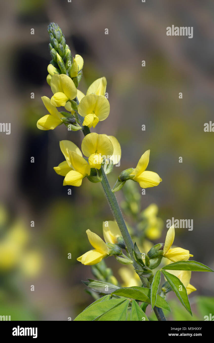 Carolina Lupin - Thermopsis villosa Tall Yellow Flower Stock Photo - Alamy