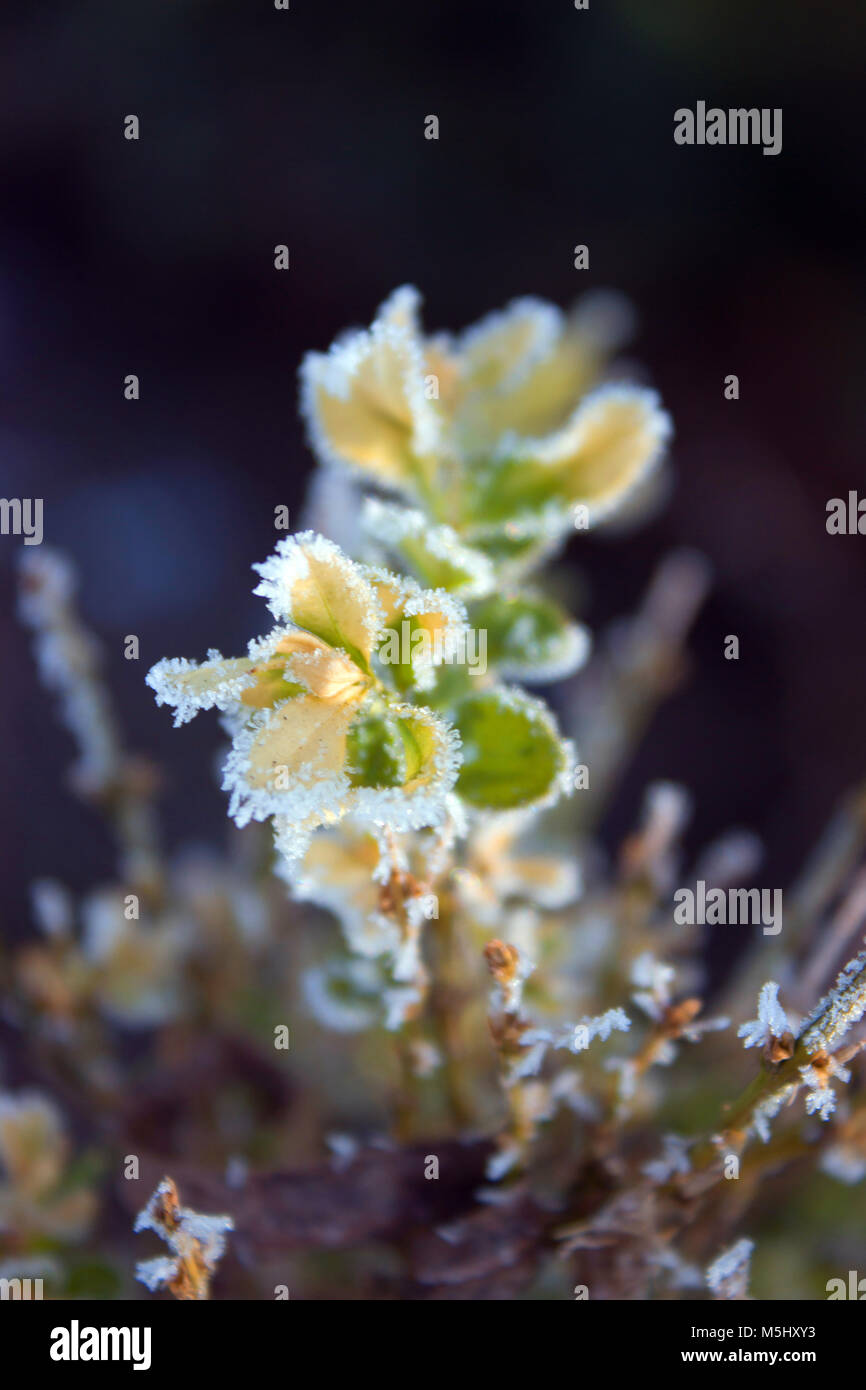 Four leaf clover frost hi-res stock photography and images - Alamy