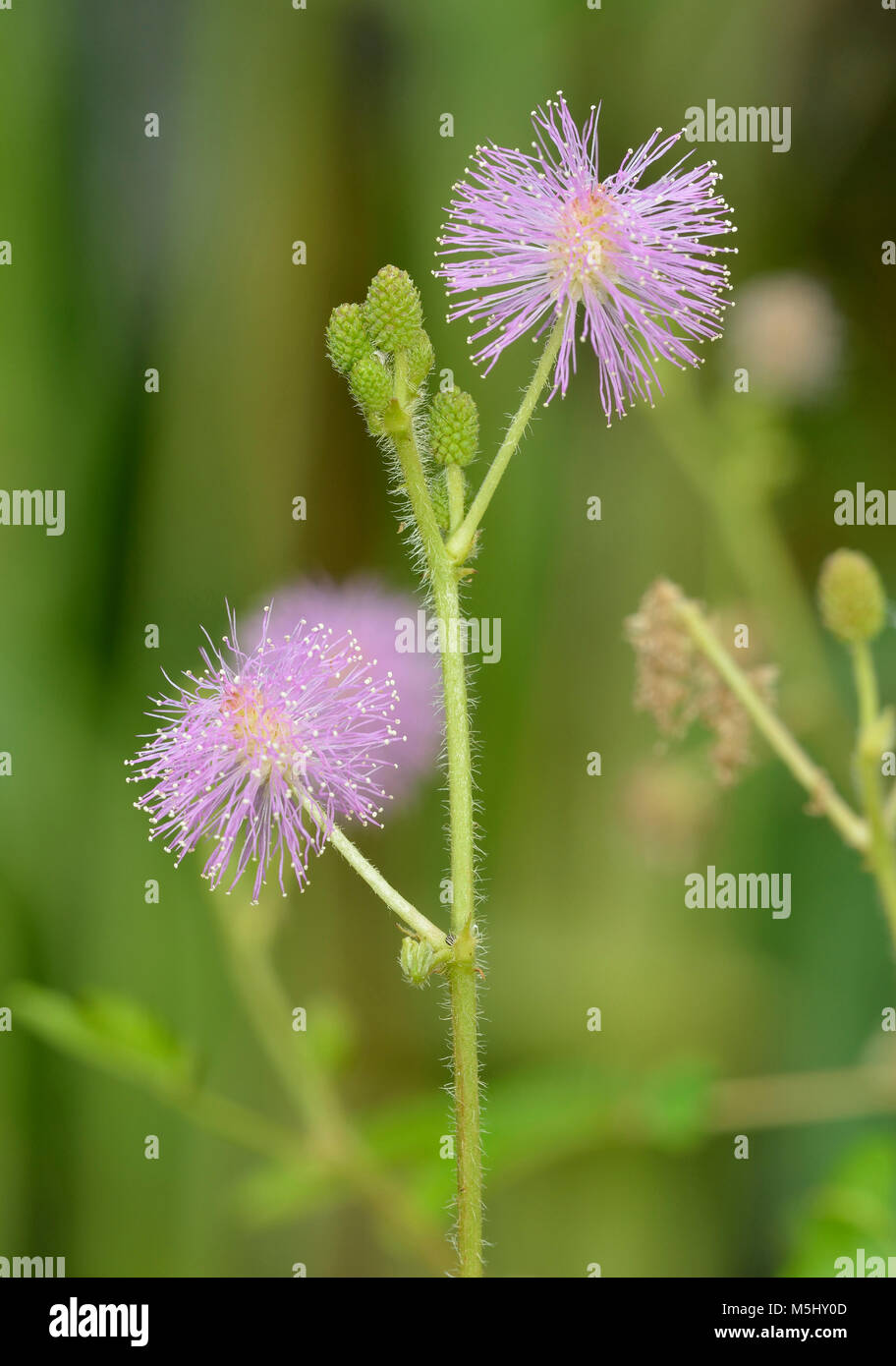 Sensitive plant hi-res stock photography and images - Alamy