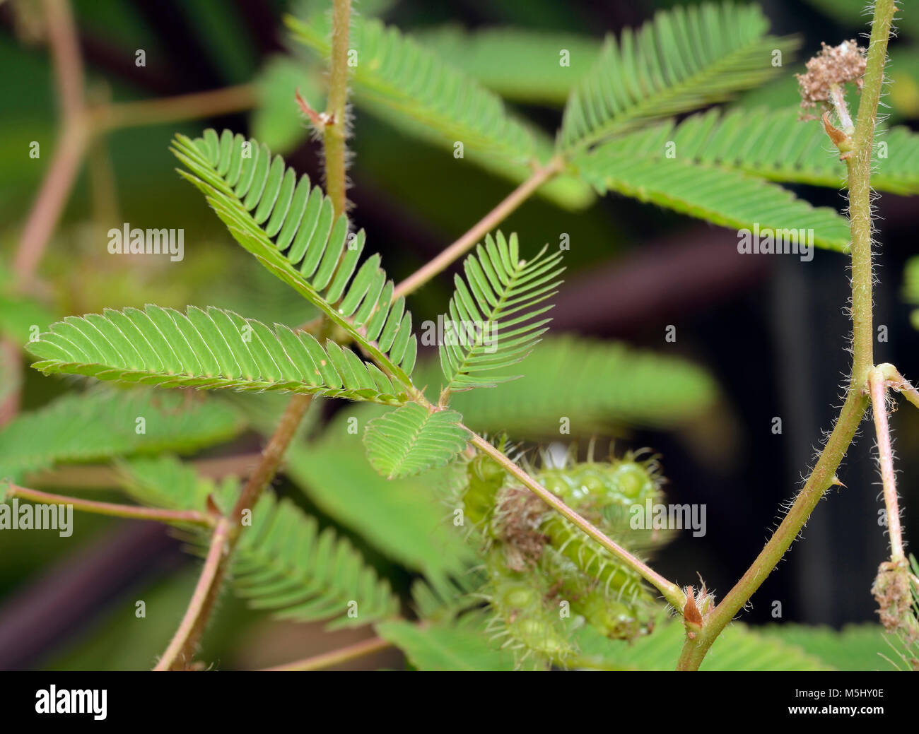Sensitive plant hi-res stock photography and images - Alamy