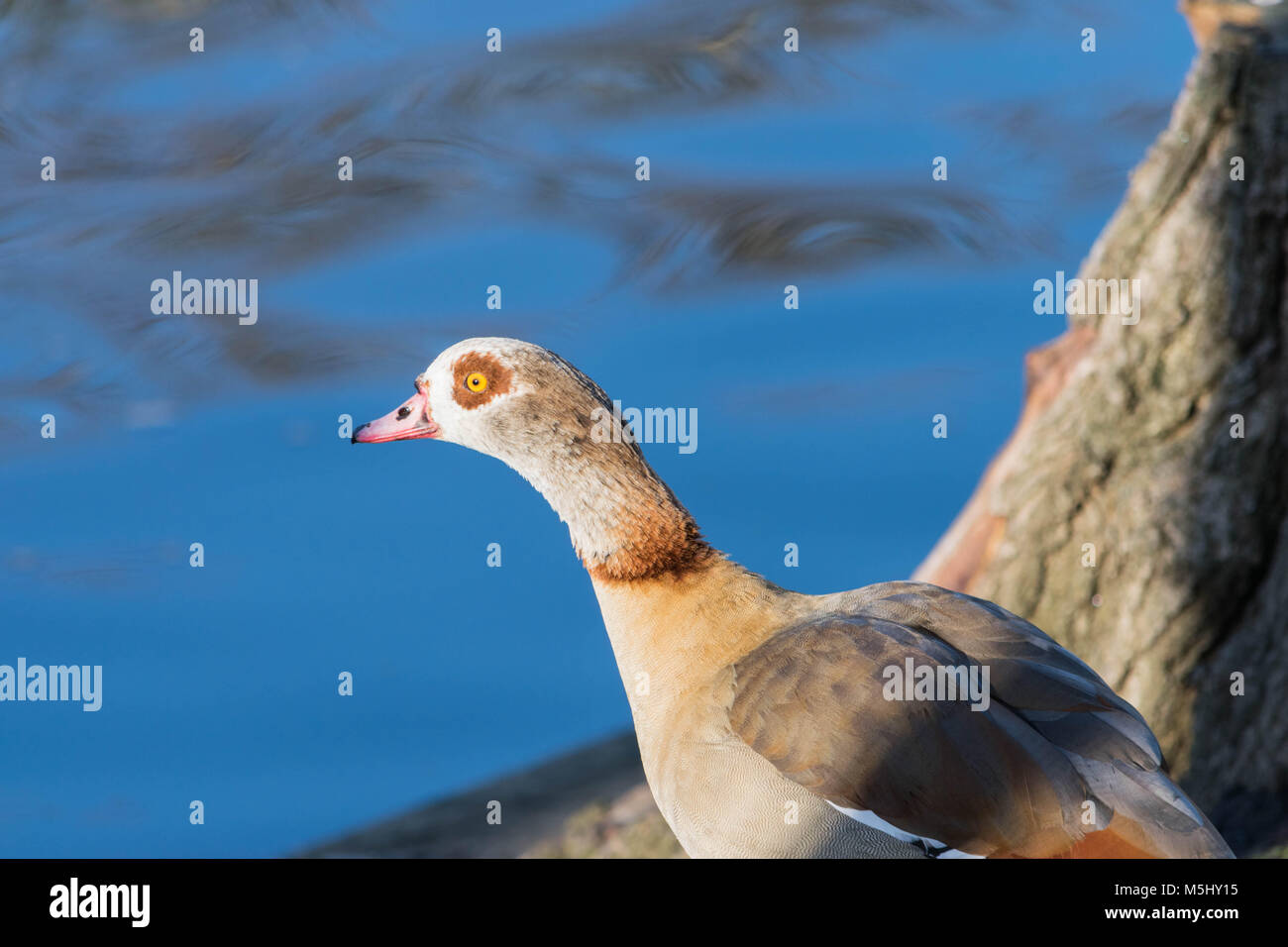 Egyptian Goose at Hyde Park, London, UK Stock Photo - Alamy