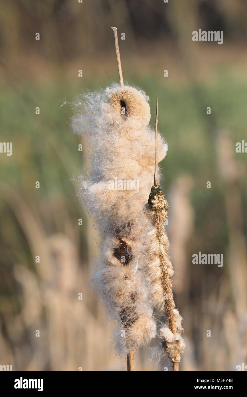 Bulrush flower hi-res stock photography and images - Alamy