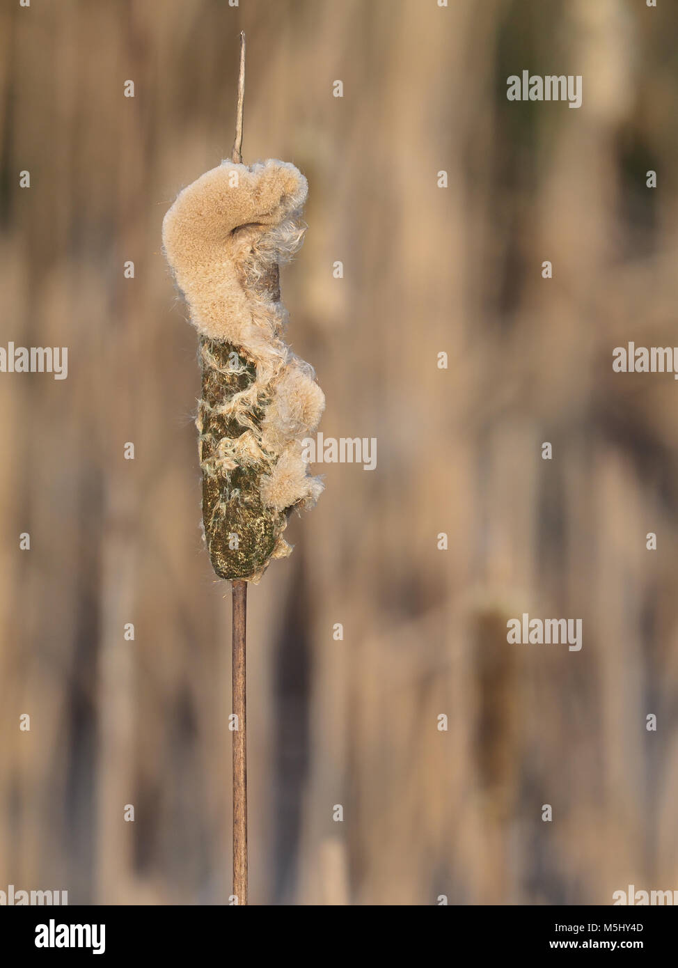 Bulrush flower hi-res stock photography and images - Alamy