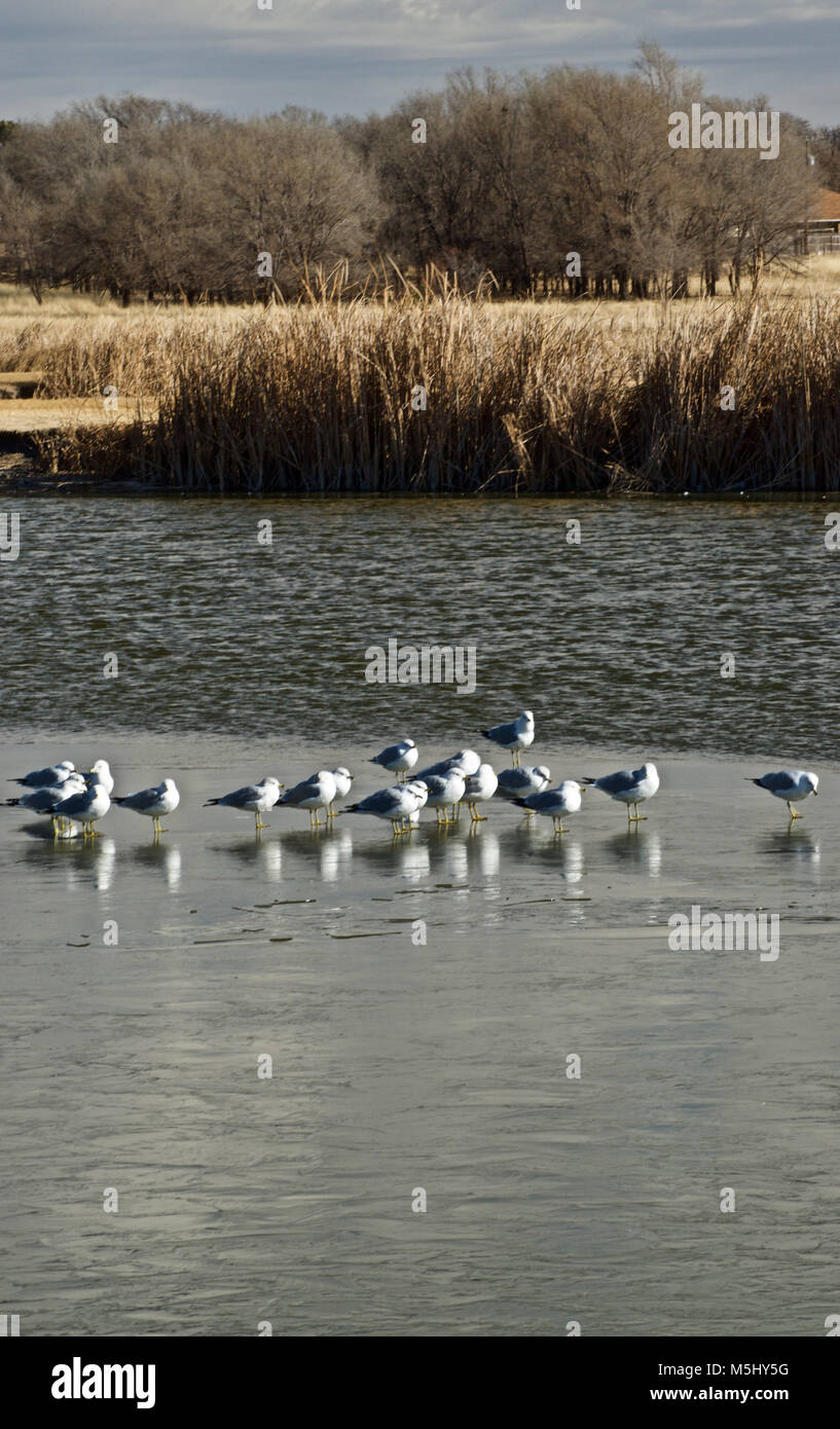 Ring billed bird hi-res stock photography and images - Alamy