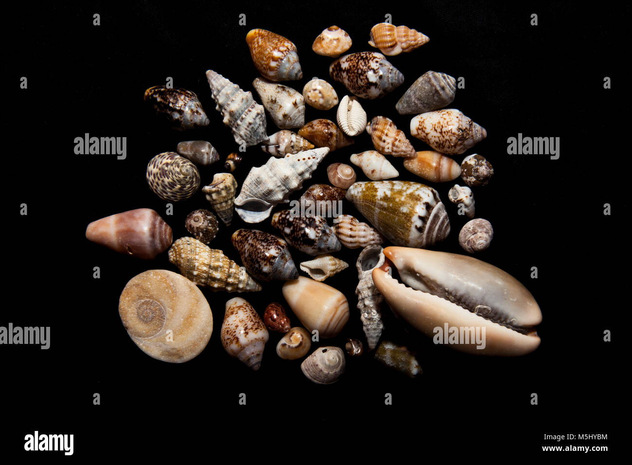 Spiral seashell black white hi-res stock photography and images - Alamy