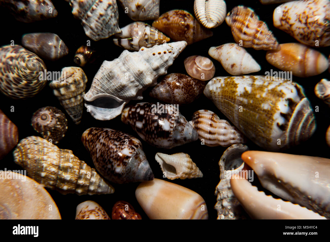 Spiral Seashell Black White High Resolution Stock Photography and ...