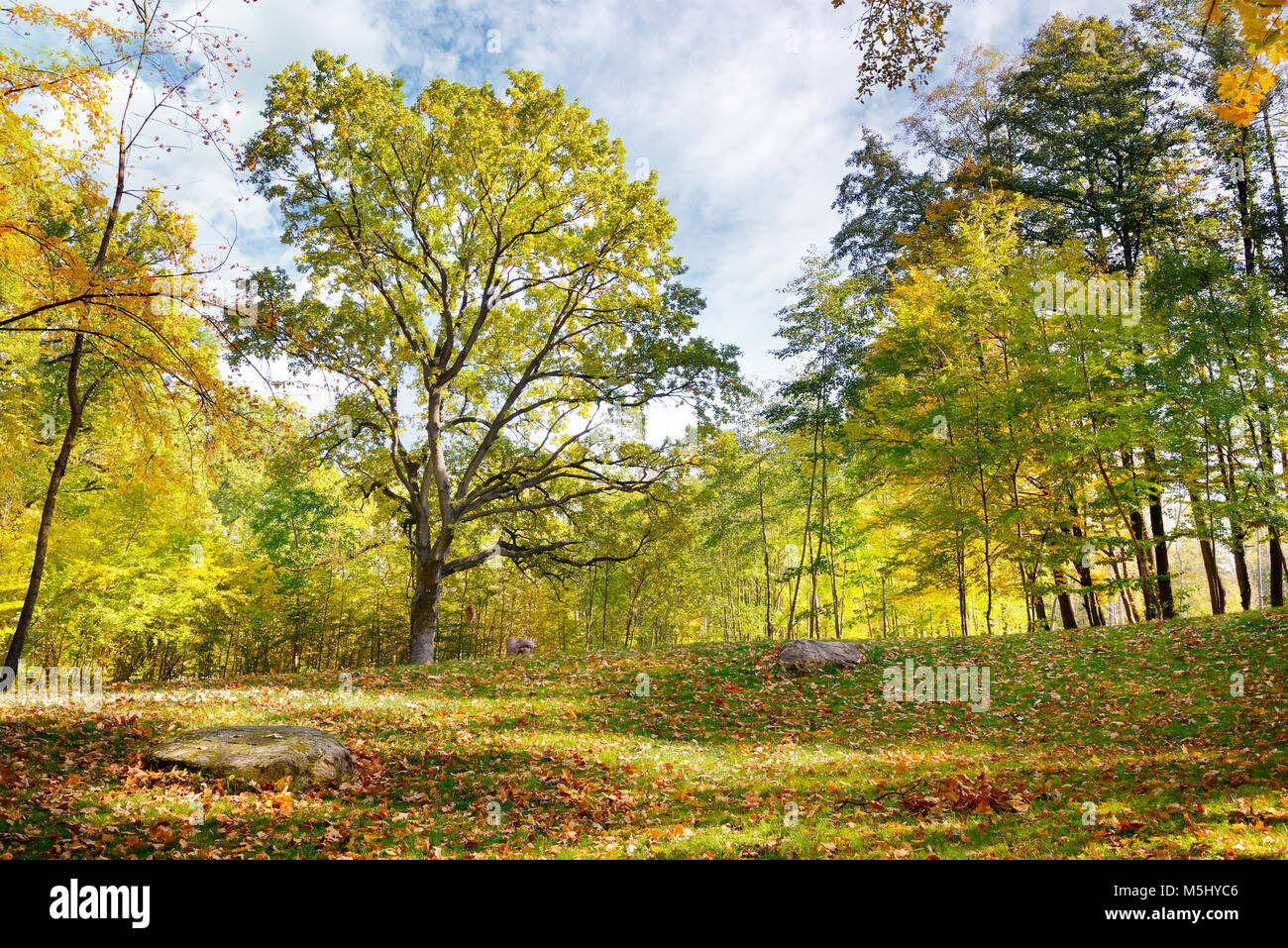 Sunlight in fall woods hi-res stock photography and images - Alamy