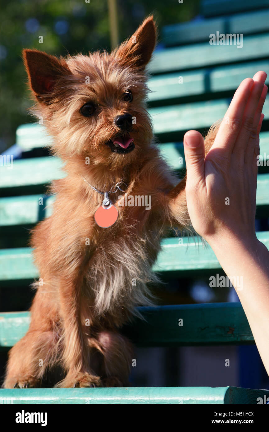 High five between the woman and her dog Stock Photo - Alamy