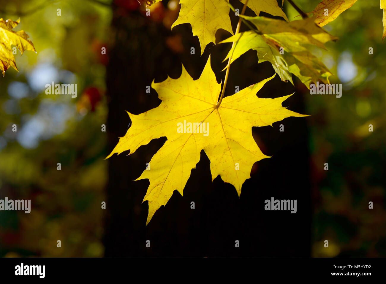 Leaves with dark background hi-res stock photography and images - Alamy