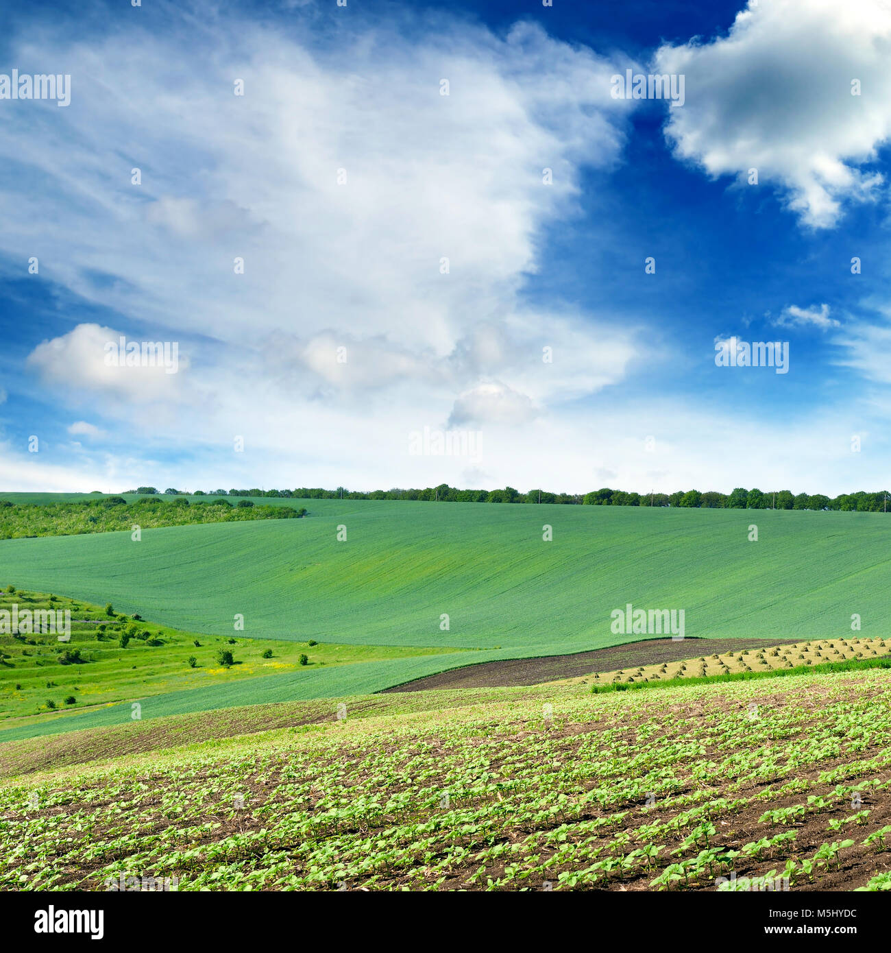 Rural landscape maize field hi-res stock photography and images - Alamy