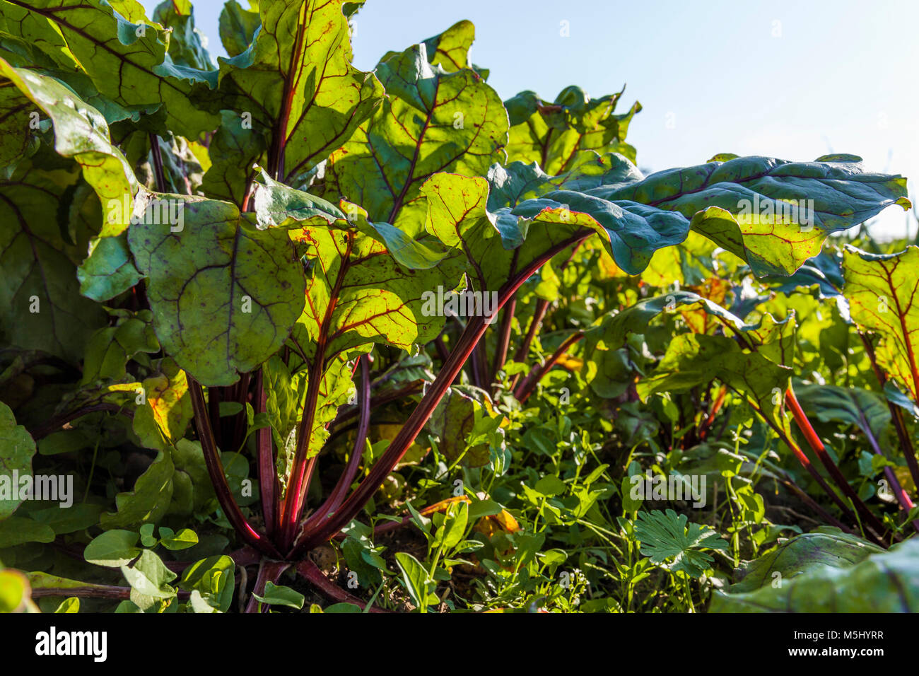 Growing on stem hi-res stock photography and images - Alamy