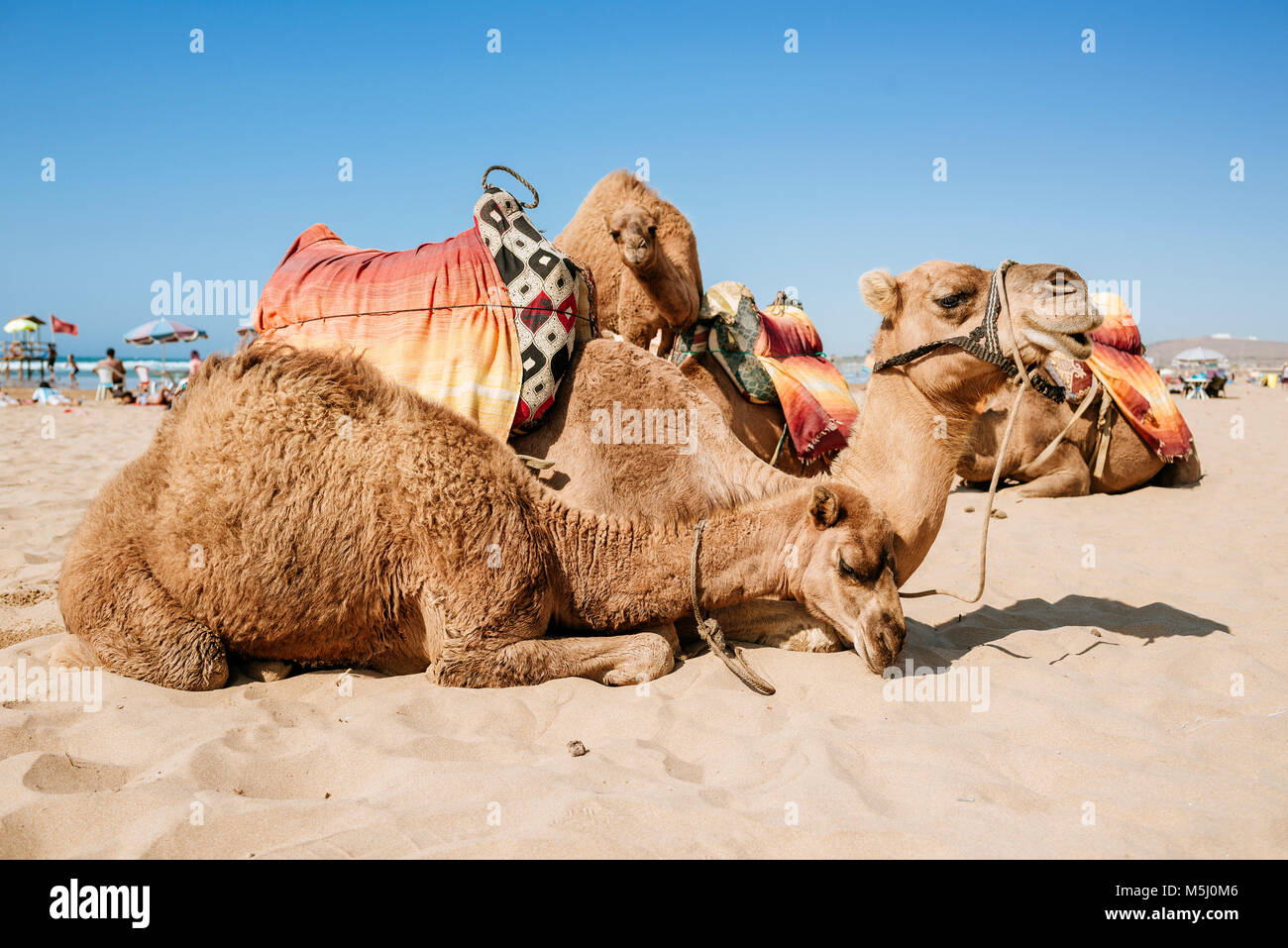 Camels on beach hi-res stock photography and images - Alamy