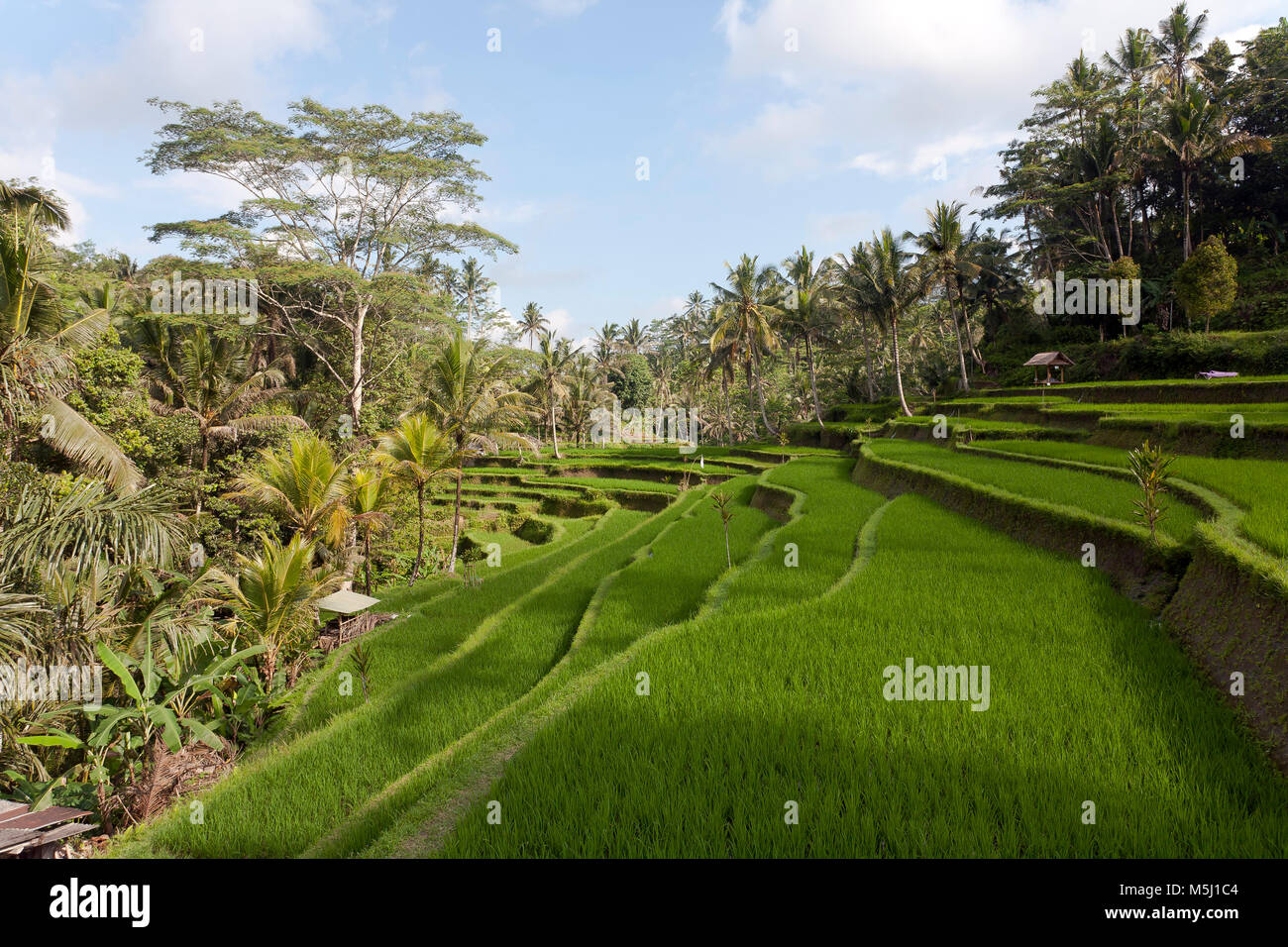Indonesia, Bali, Ubud, rice fields Stock Photo - Alamy