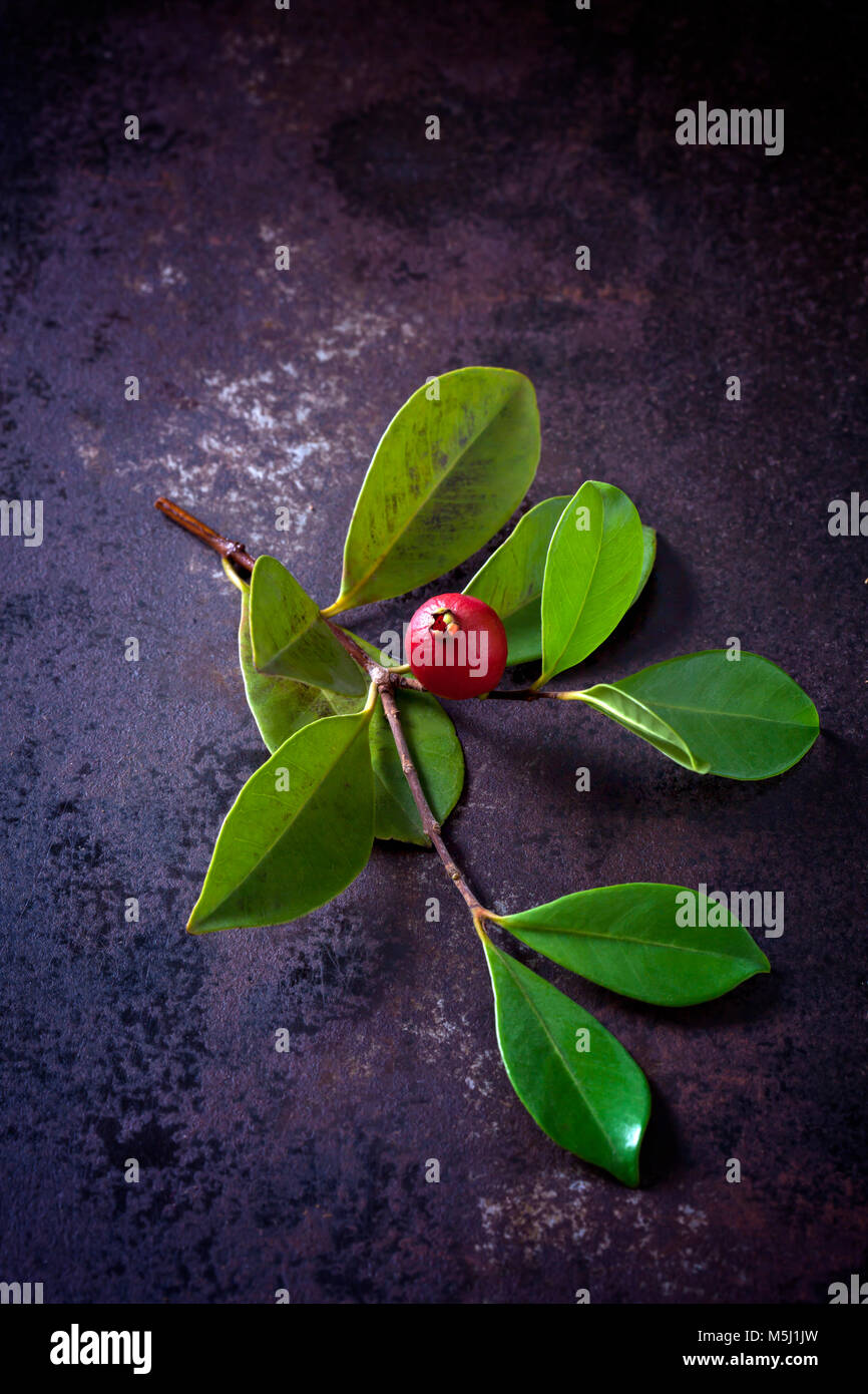 Cattley guava hi-res stock photography and images - Alamy