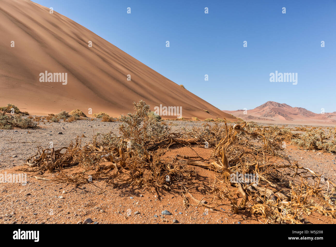 Sossusvlei desert, Namibia. Red dunes bushes Stock Photo - Alamy