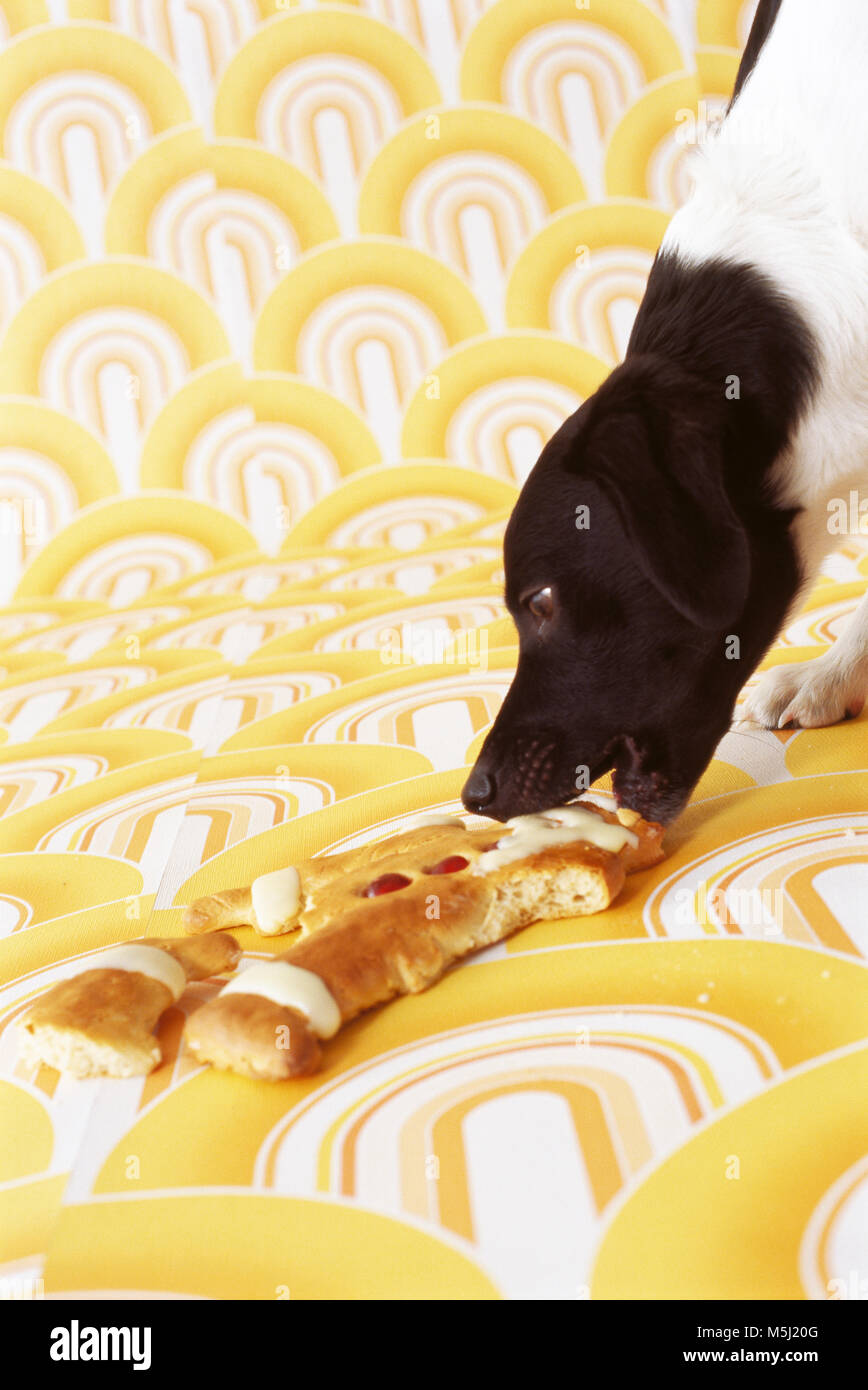 Dog eating hi-res stock photography and images - Alamy