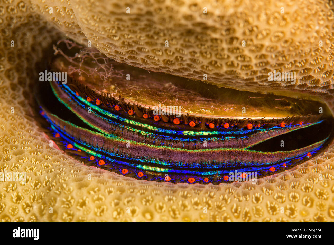 Red scallop hi-res stock photography and images - Alamy