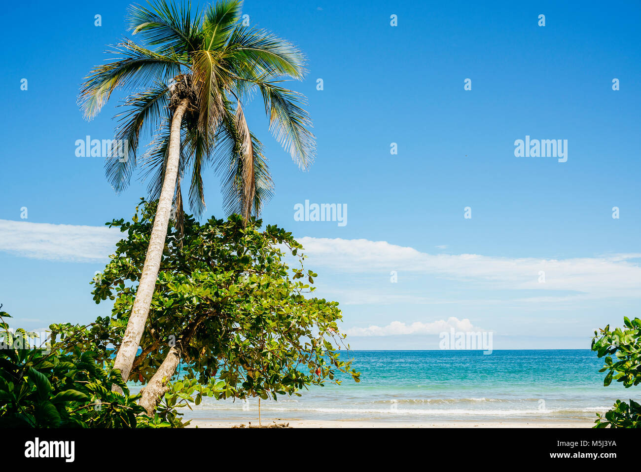 Costa rica palm tree hi-res stock photography and images - Alamy
