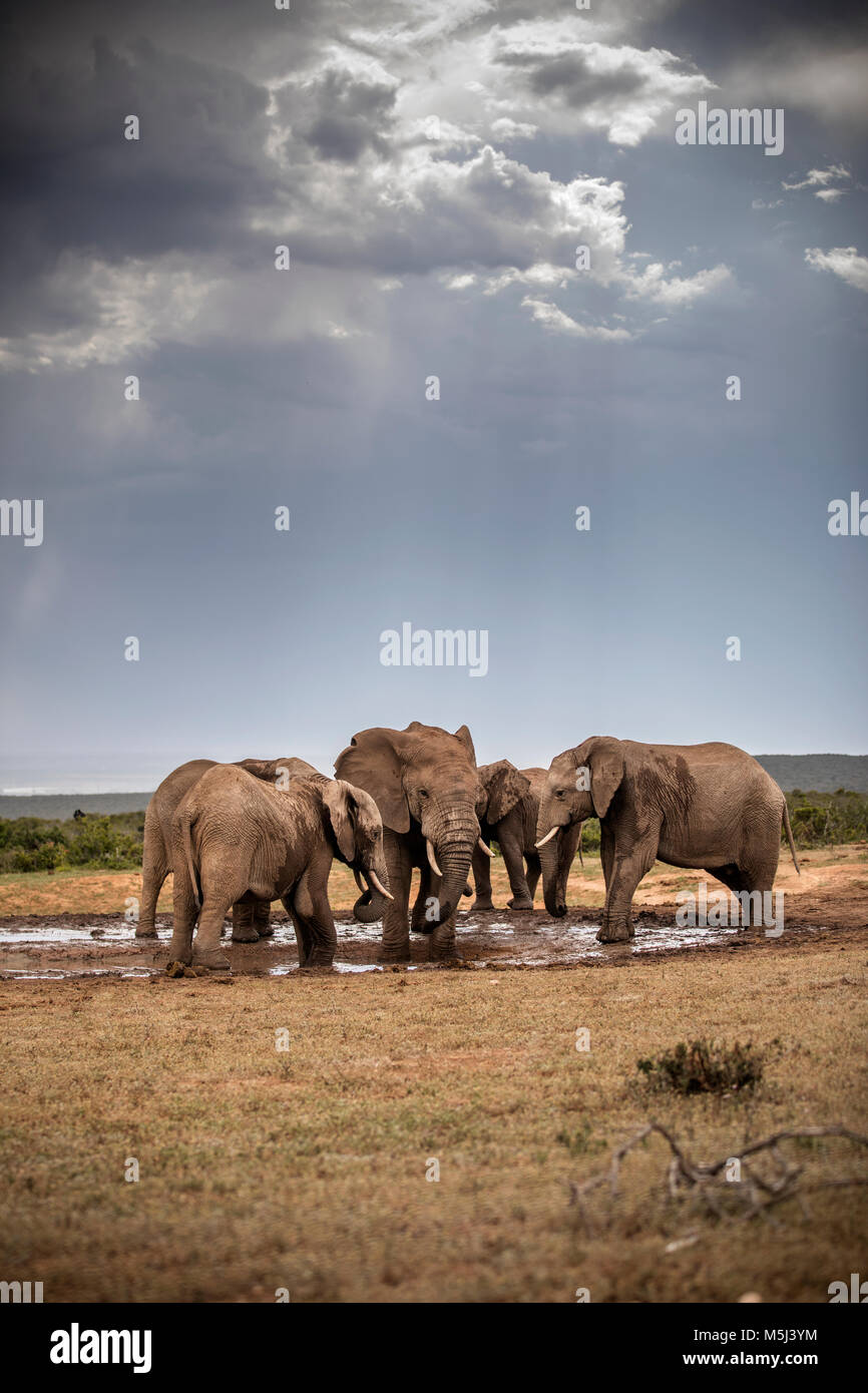 South Africa, Eastern, Cape, Addo Elephant National Park, african ...
