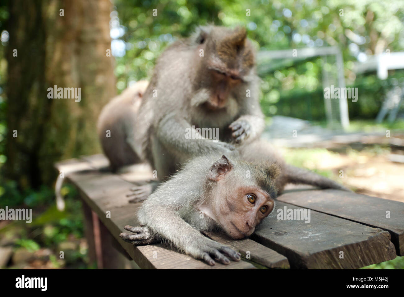 Monkey arm hi-res stock photography and images - Alamy