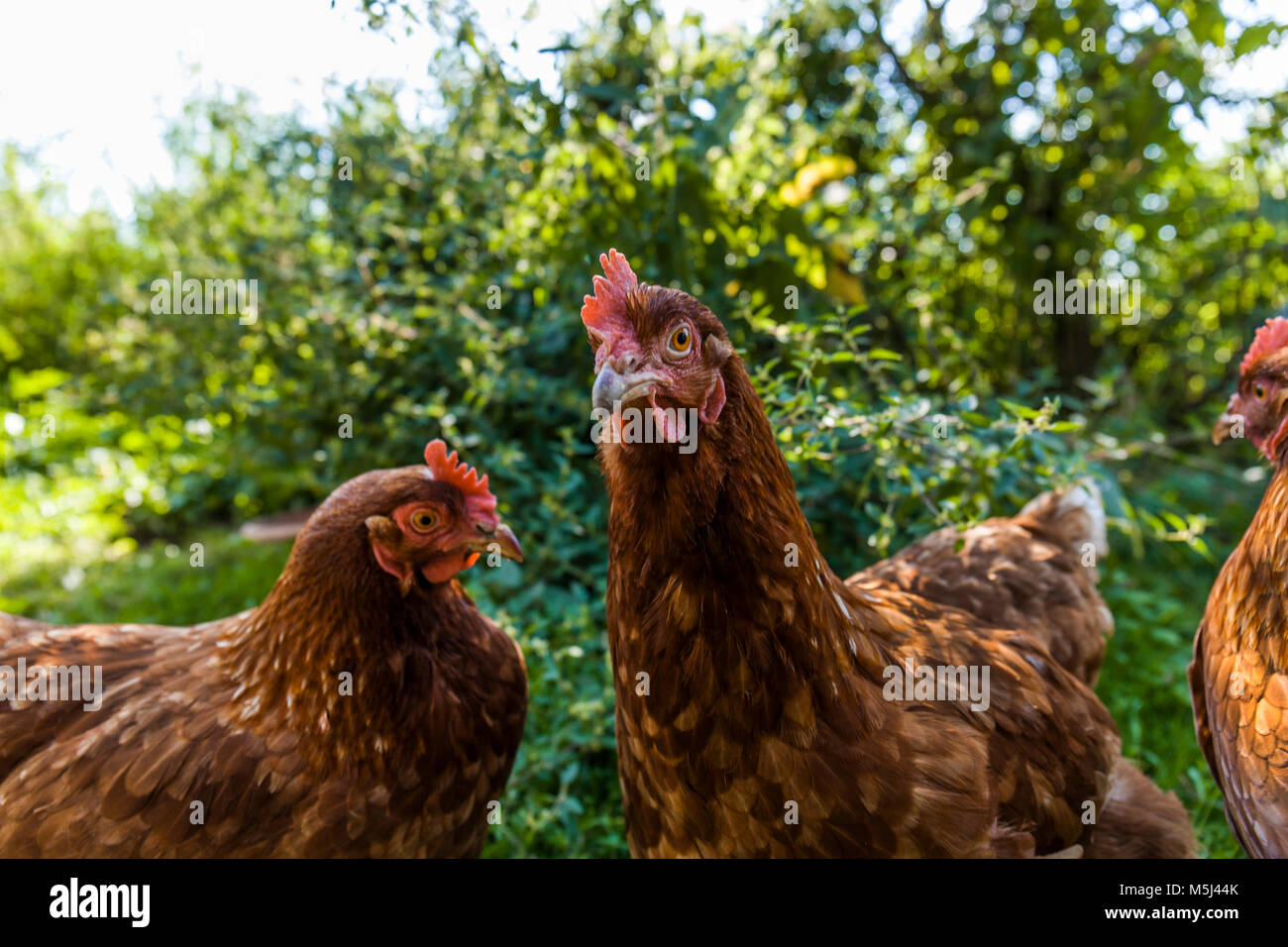 Free range chicken hi-res stock photography and images - Alamy
