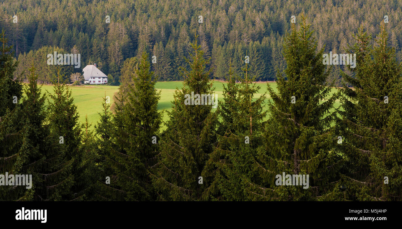 Deutschland, Baden-Württemberg, Schwarzwald, Hochschwarzwald, bei ...